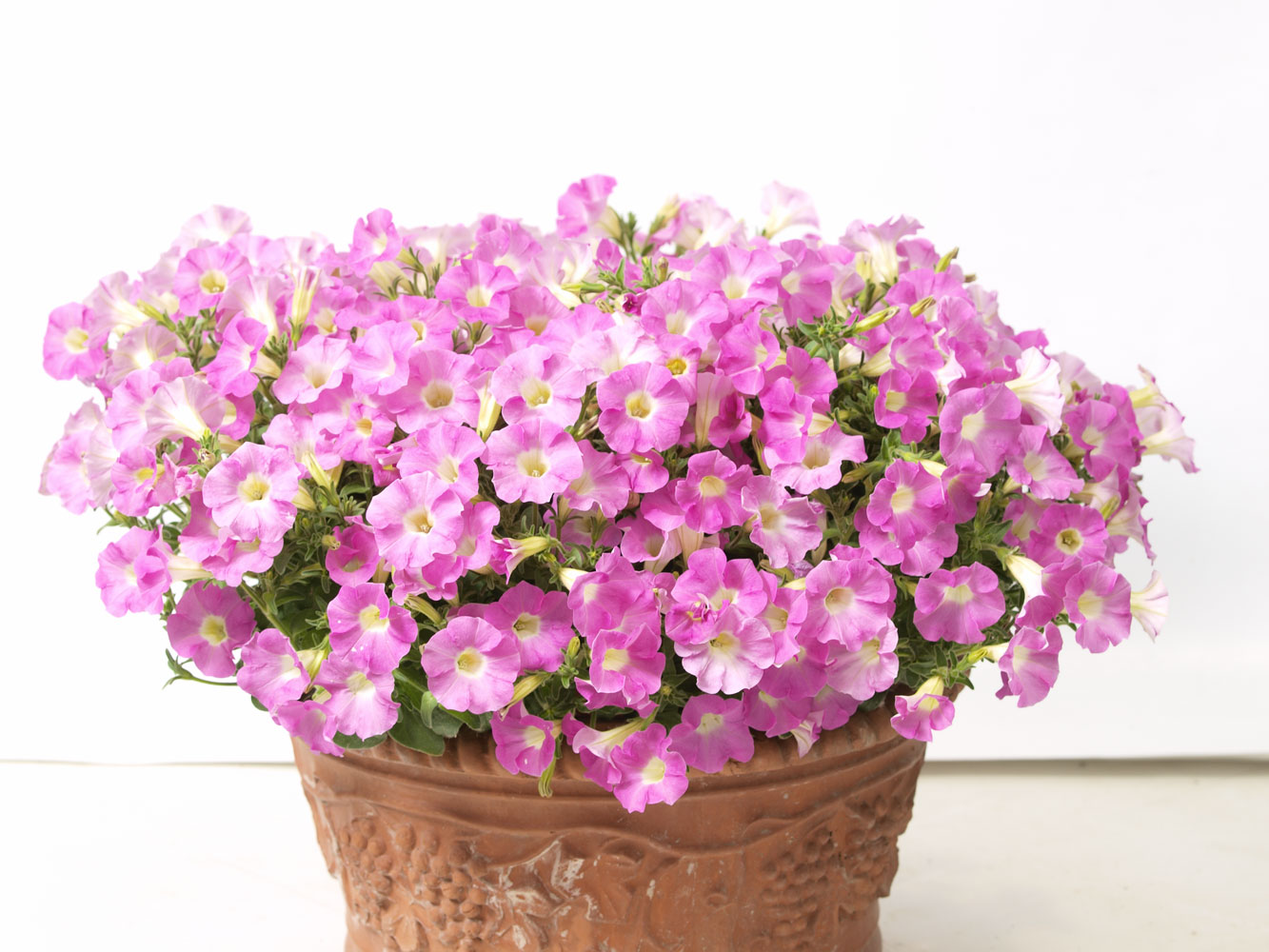 Петуния мелкоцветковая Baby Giokonda F1 Pale Rose - 5 шт.